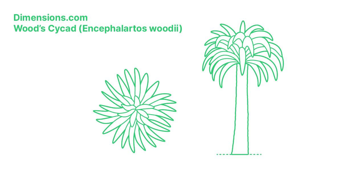 Wood’s Cycad (Encephalartos woodii) Dimensions & Drawings | Dimensions.com