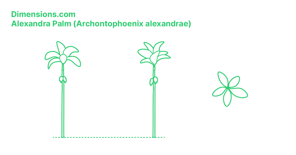 Alexandra Palm (Archontophoenix alexandrae) Dimensions & Drawings ...