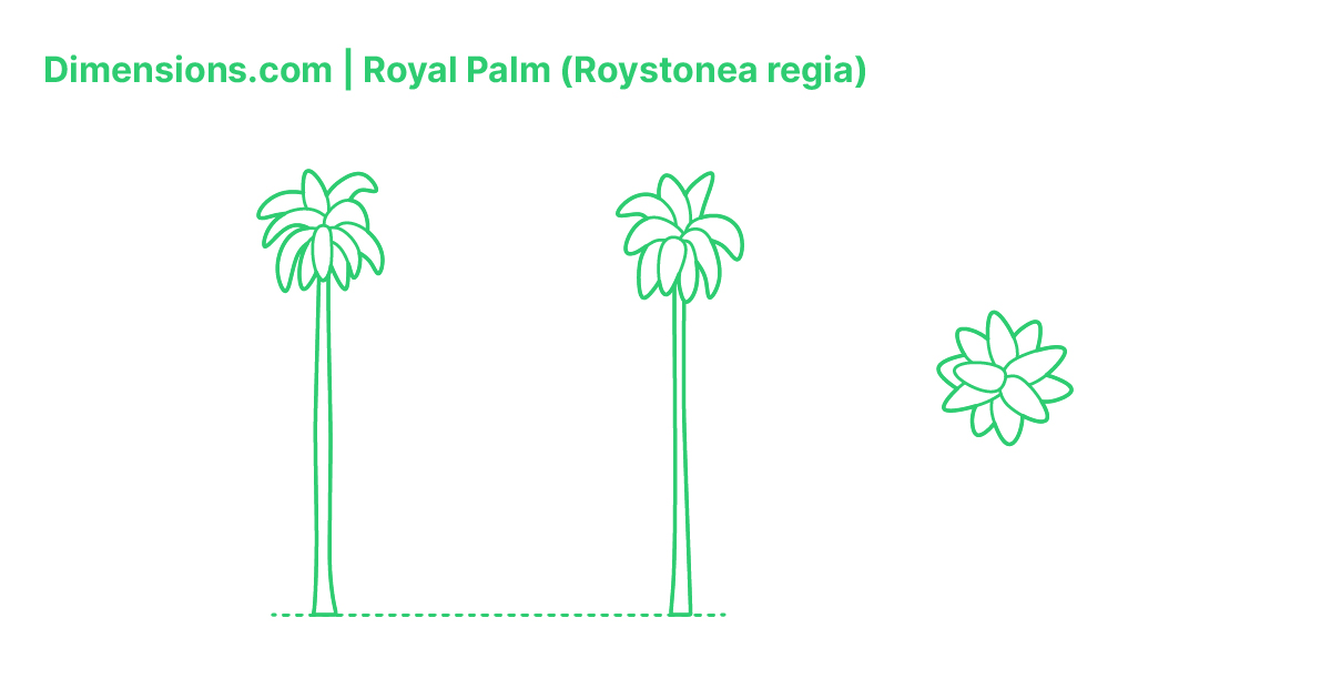 Royal Palm (Roystonea regia) Dimensions & Drawings | Dimensions.com