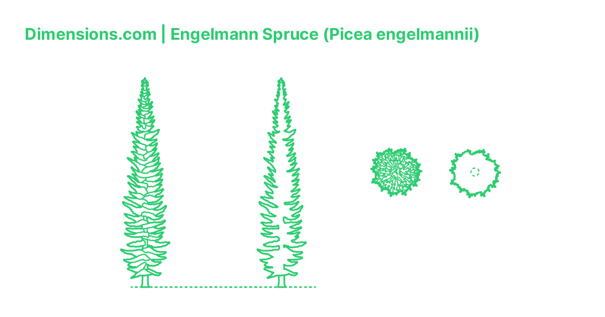 Engelmann Spruce (Picea engelmannii) Dimensions & Drawings | Dimensions.com