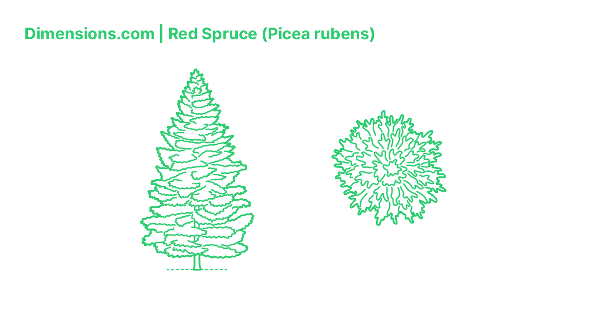 Red Spruce (Picea rubens) Dimensions & Drawings | Dimensions.com