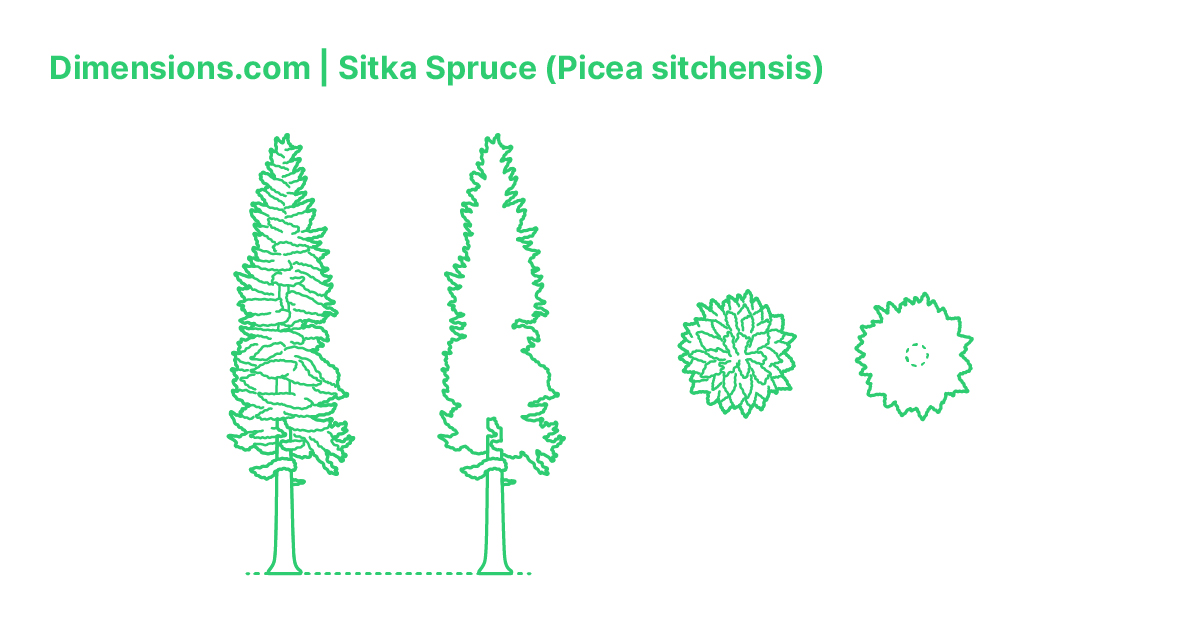 Sitka Spruce (Picea sitchensis) Dimensions & Drawings | Dimensions.com