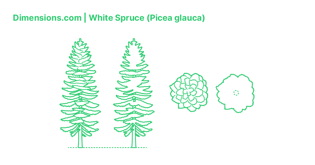 White Spruce (Picea glauca) Dimensions & Drawings | Dimensions.com