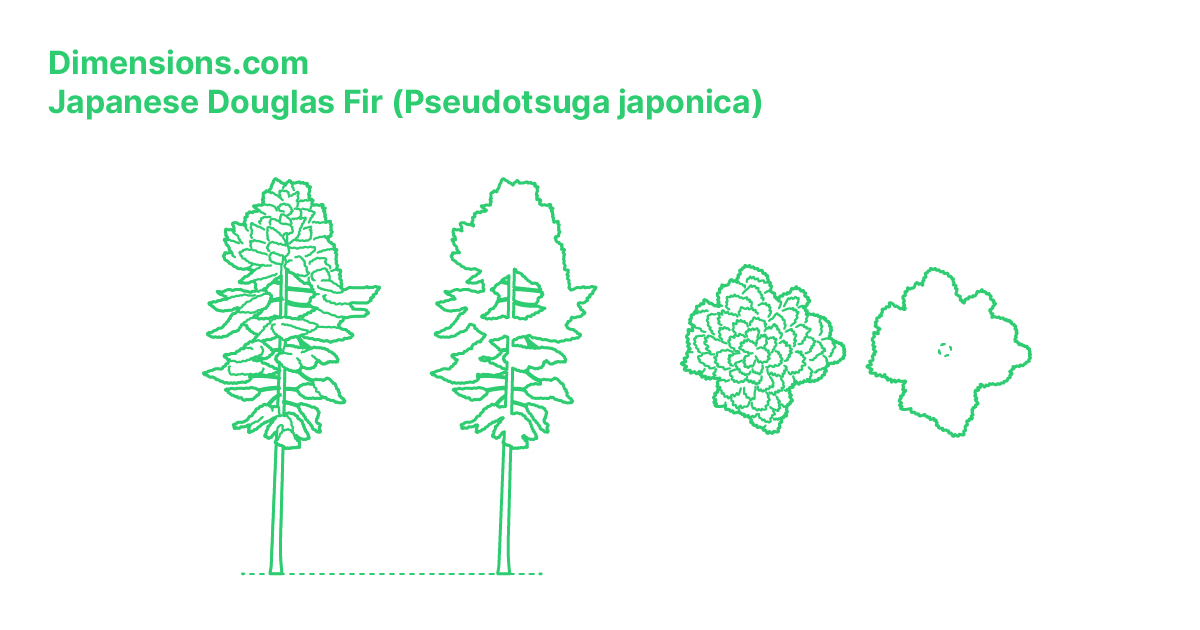 Japanese Douglas Fir (Pseudotsuga japonica) Dimensions & Drawings ...