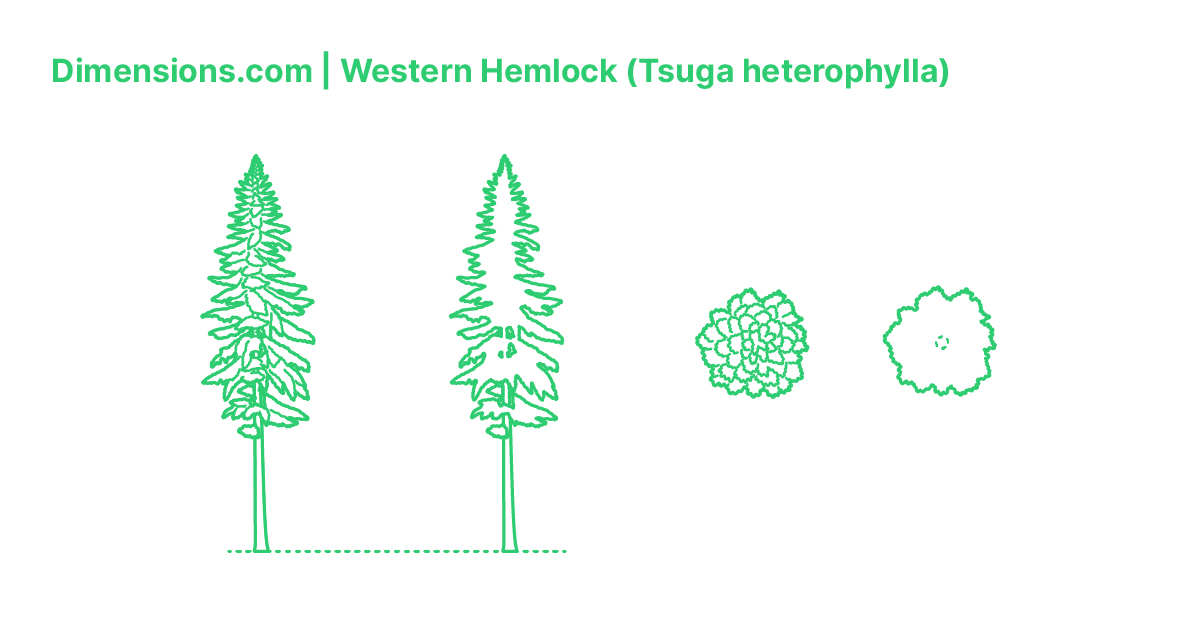 Western Hemlock Tree Drawing