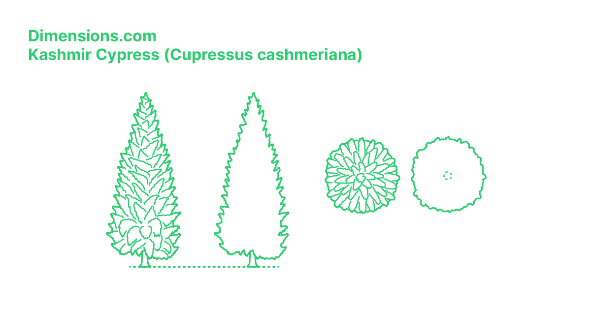 Kashmir Cypress (Cupressus cashmeriana) Dimensions & Drawings ...