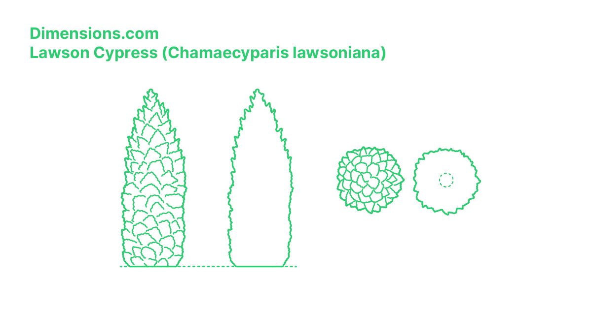 Lawson Cypress (Chamaecyparis lawsoniana) Dimensions & Drawings ...