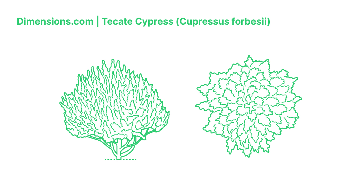 Tecate Cypress (Cupressus forbesii) Dimensions & Drawings | Dimensions.com