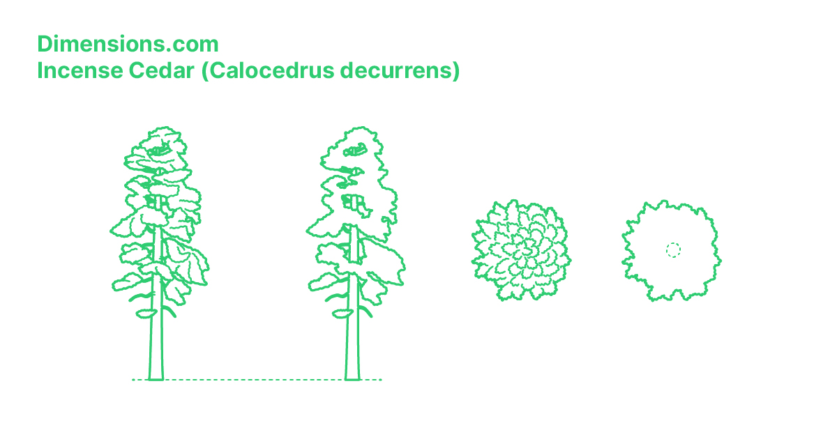 Incense Cedar (Calocedrus decurrens) Dimensions & Drawings | Dimensions.com