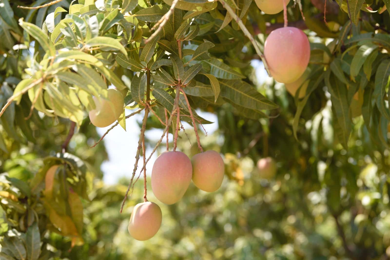 Best Gelato in Australia | Gelato Messina