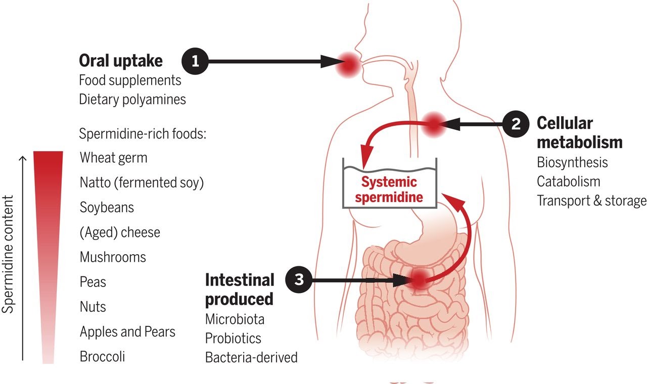 Spermidine Health Benefits: Longevity, Anti-aging, Nootropic, Immune ...