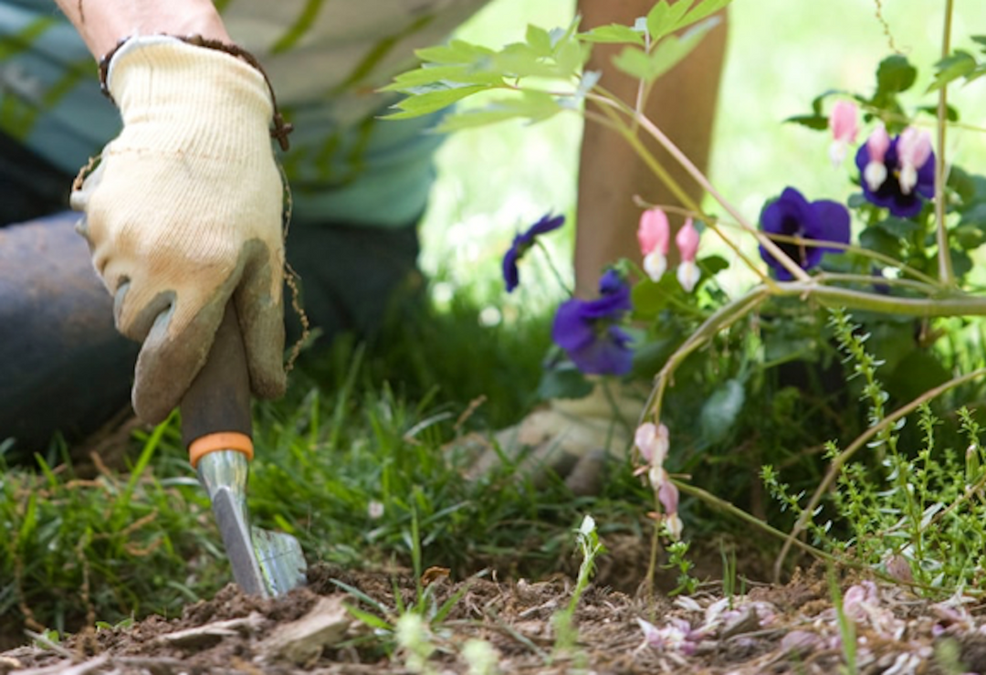 How to Plant Perennials Successfully - iScape