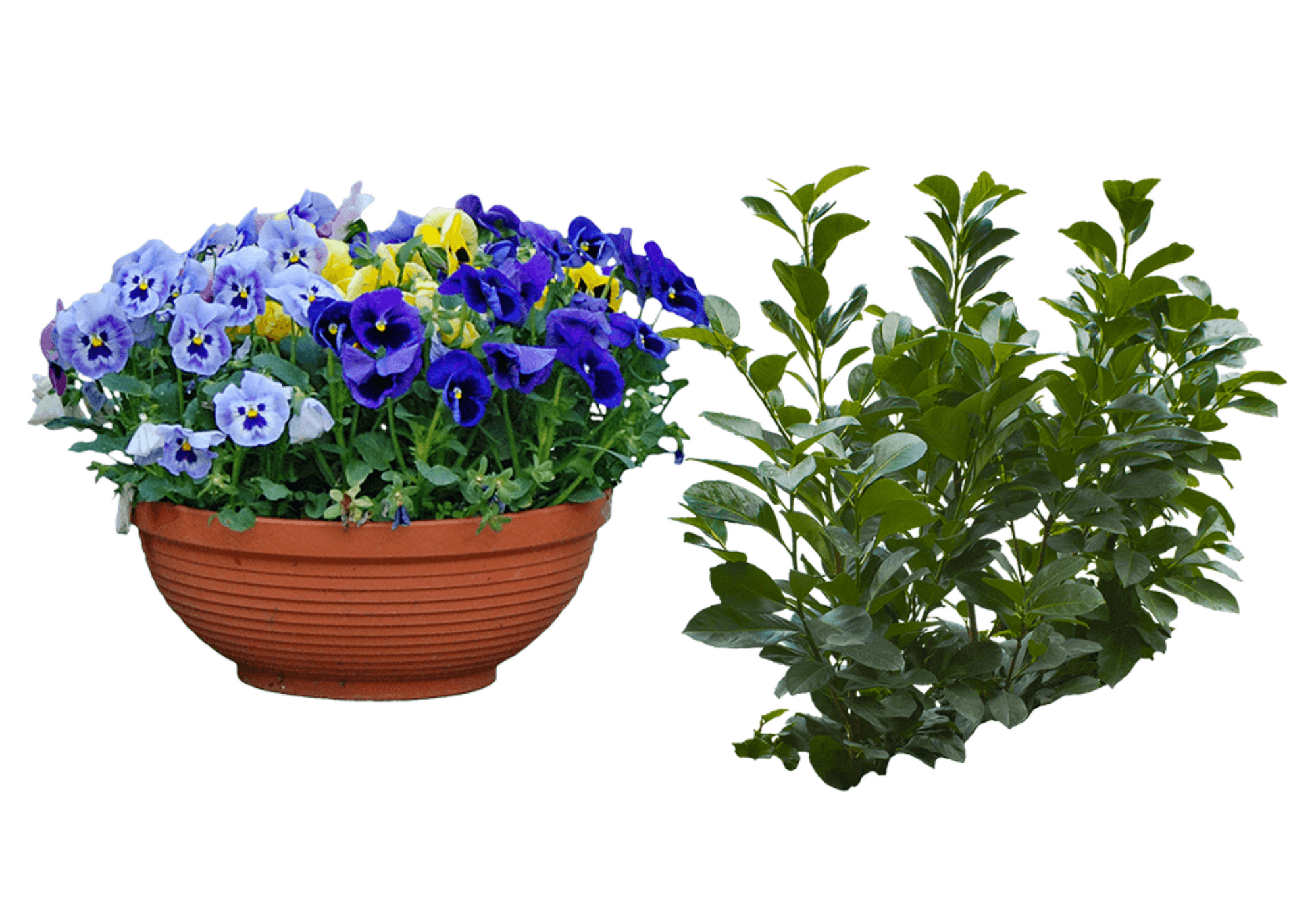 Design A Landscape In 5 Easy Steps With iScape Pro