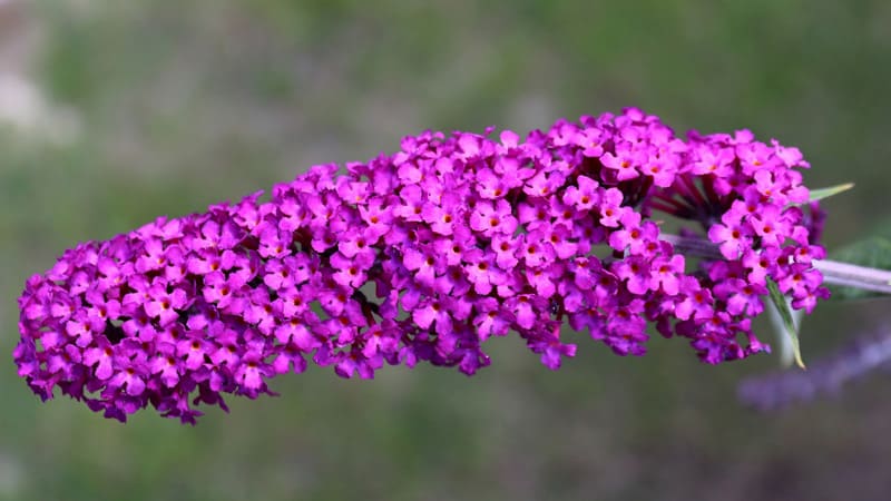 Houzy Magazin | Invasive Neophyten - Die unerwünschten Gäste