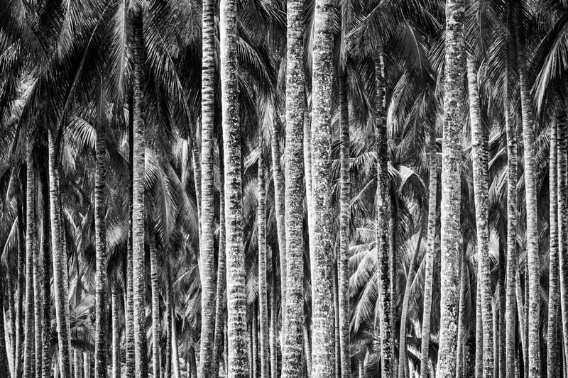 David Ballam | Habachy Designs