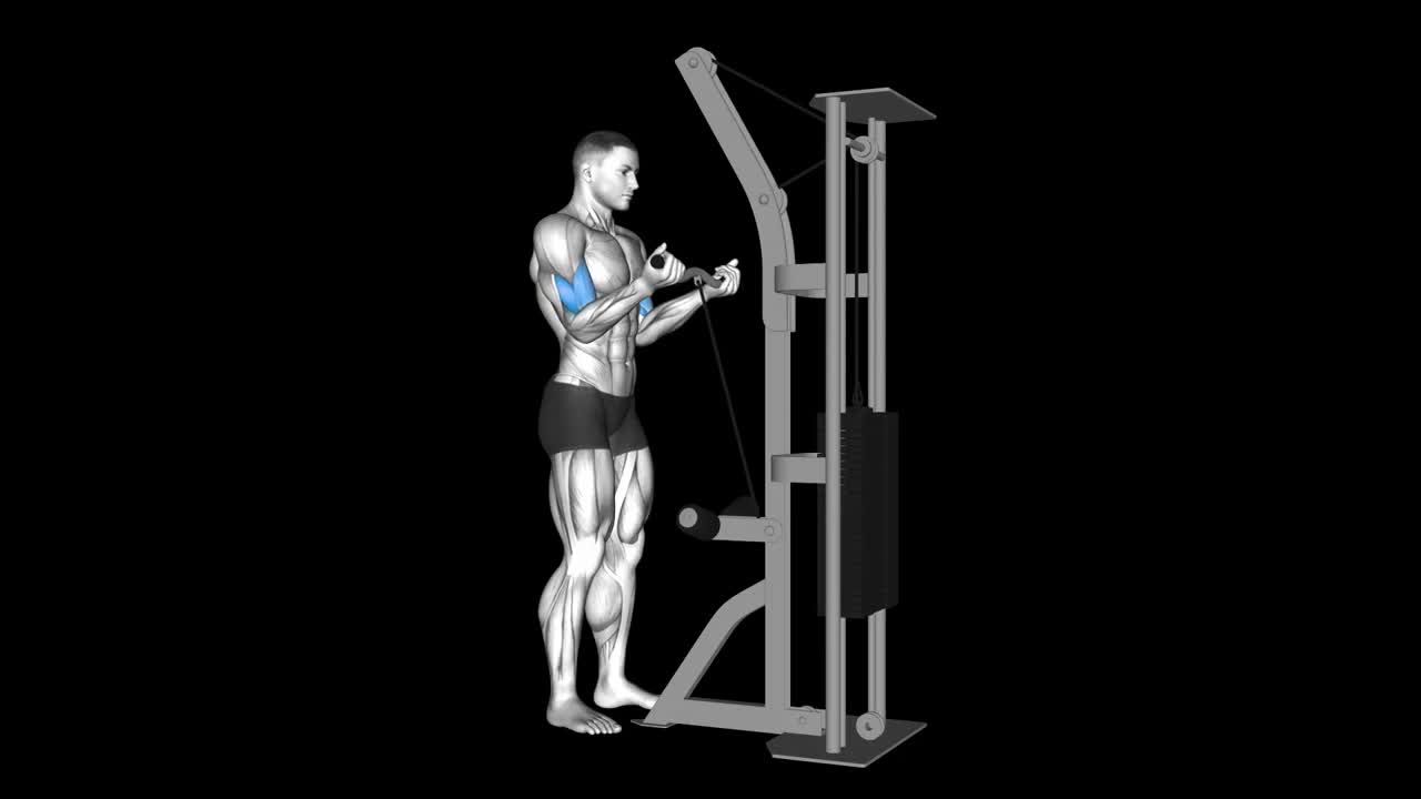 Preacher Curl Machine – How To Video, Alternatives & More