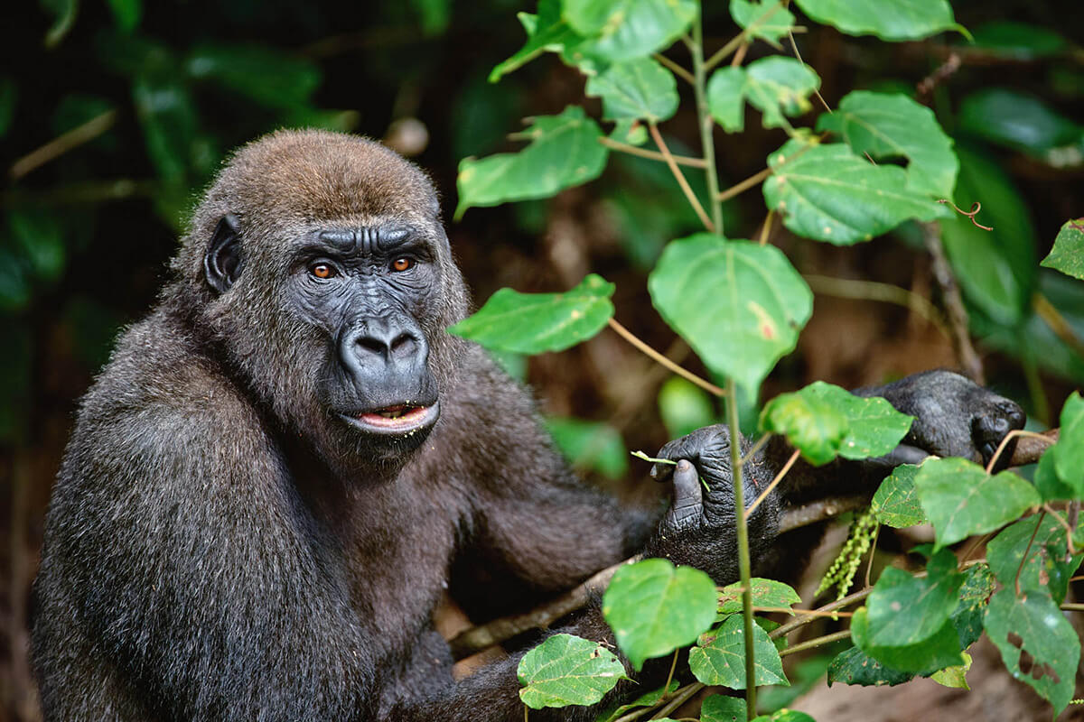 Primates | Roger Fishman, Artist & Adventurer