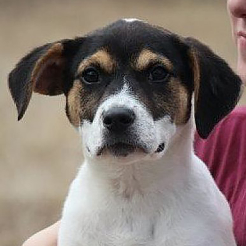 Crossing Paths Animal Rescue | Resources