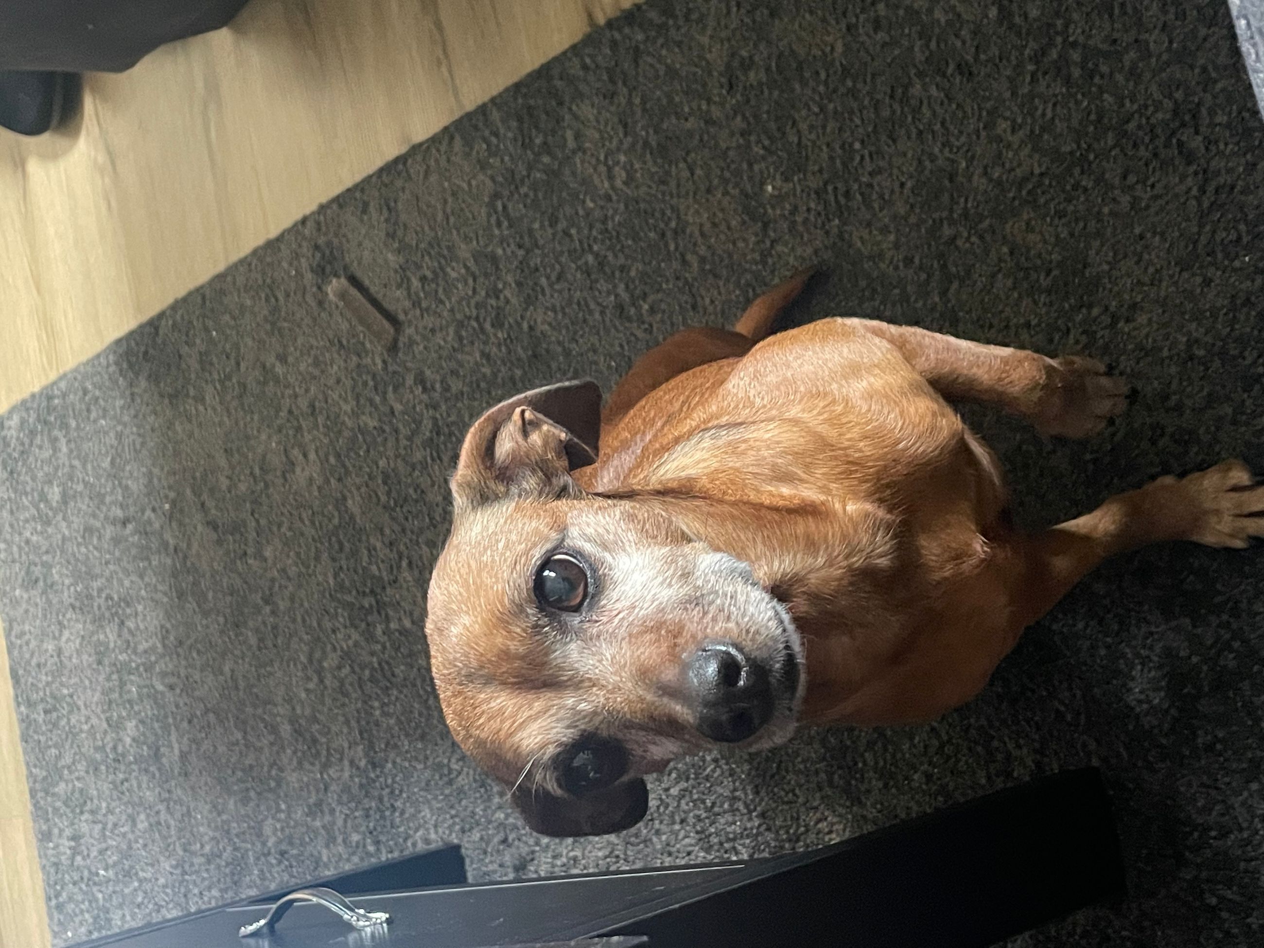 Crossing Paths Animal Rescue | Adopter Updates