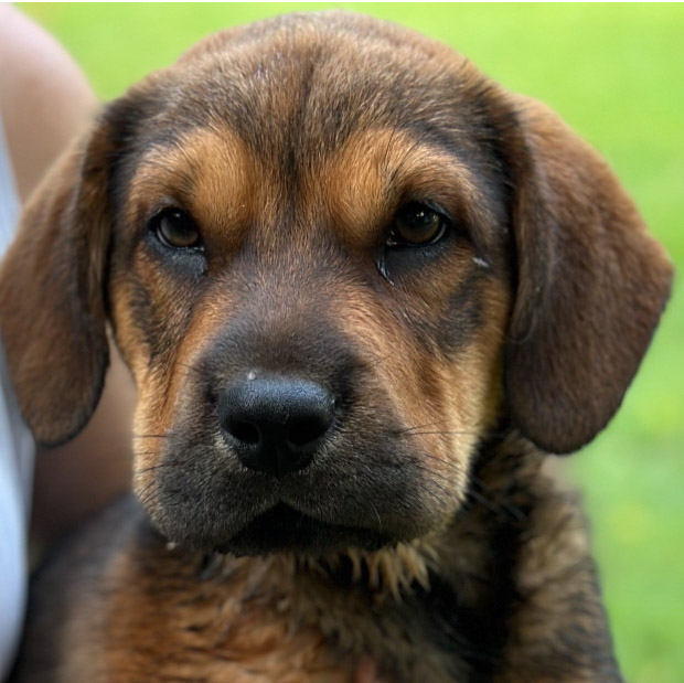 Crossing Paths Animal Rescue | FAQ's