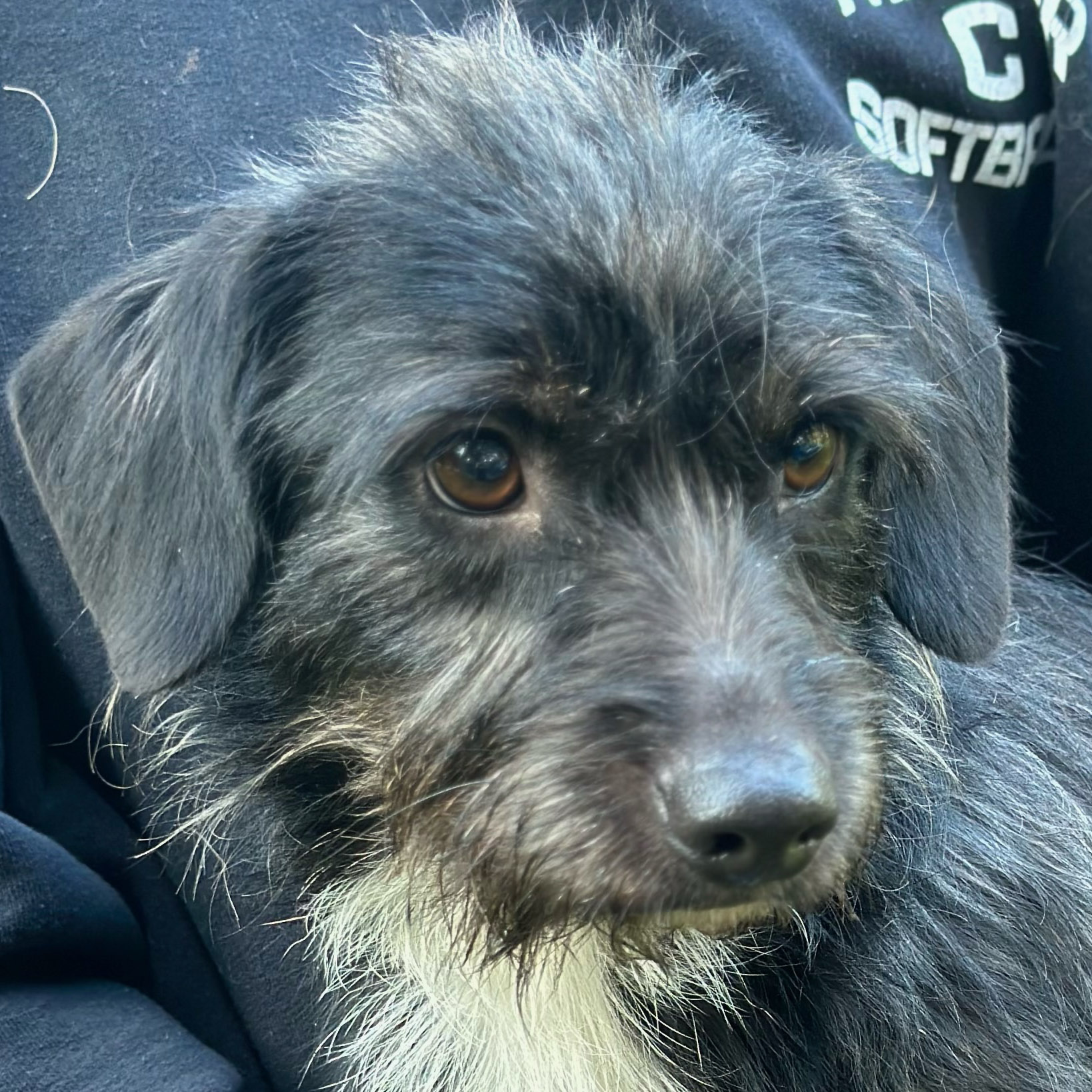 Wire Hair Terrier Lab Mix
