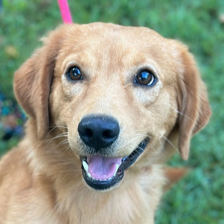 Hound Golden Retriever Mix
