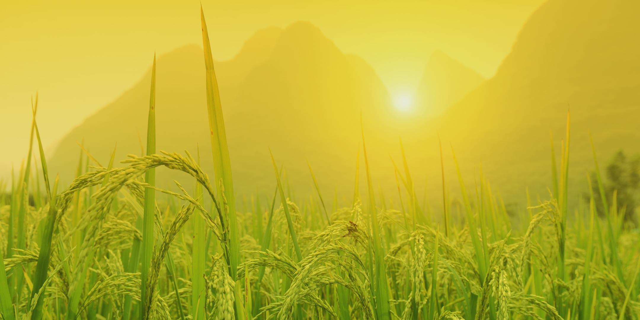 Rethinking Rice - Climate-smart innovations for farmers, ecosystems and ...