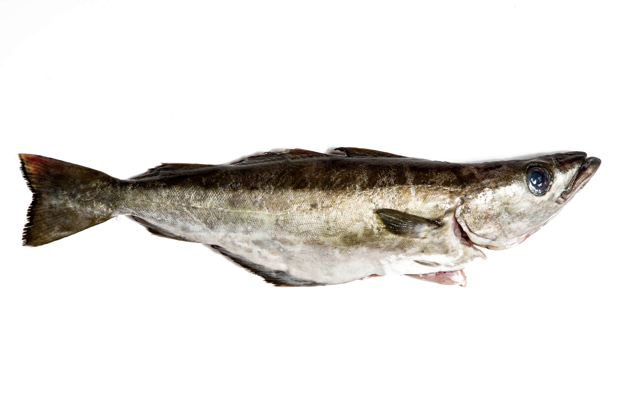 Lyr | Fisk | Heimkunnskap.no