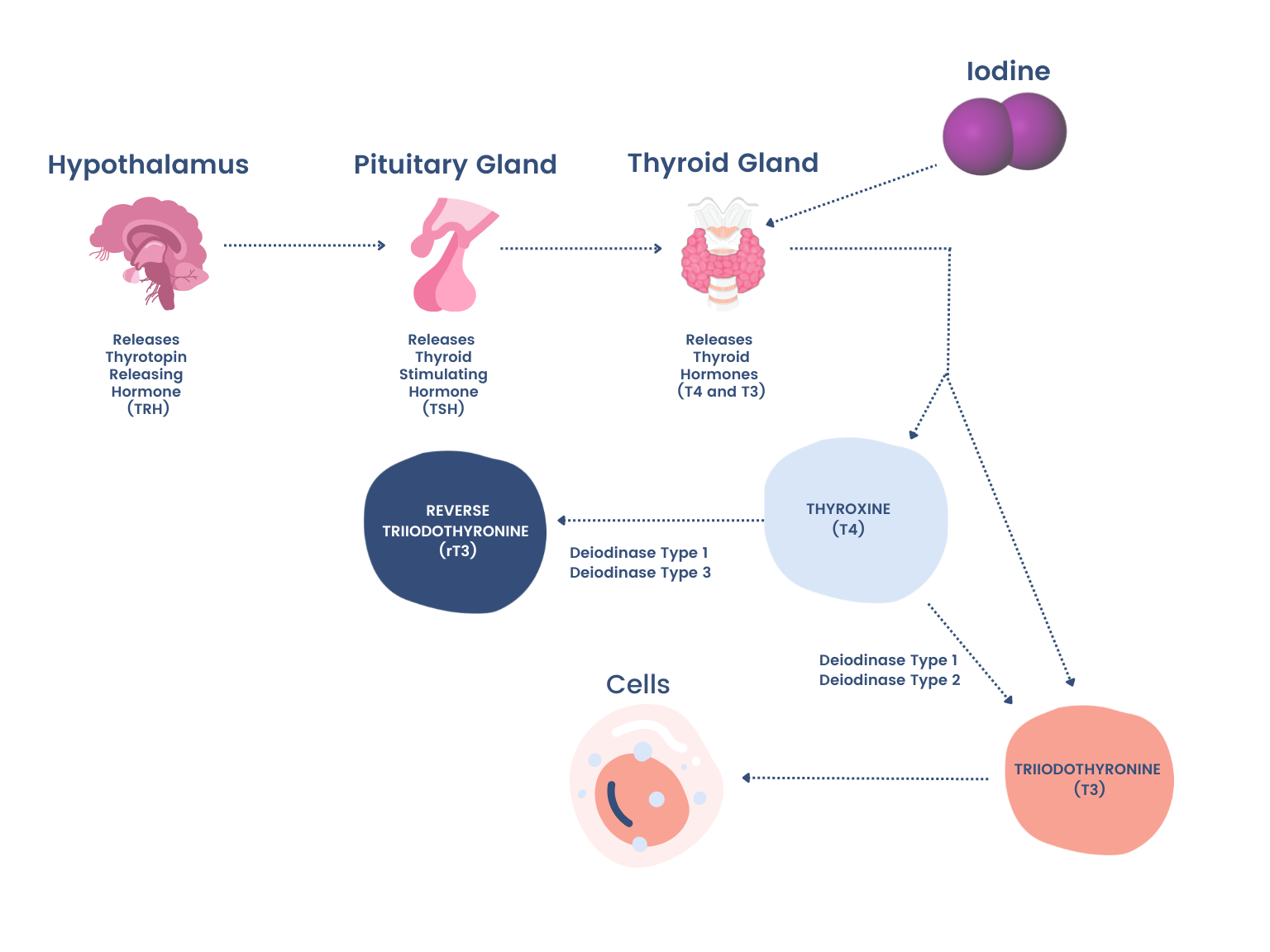 The Role of Genetics and Deoiodination in Hashimoto’s and ...