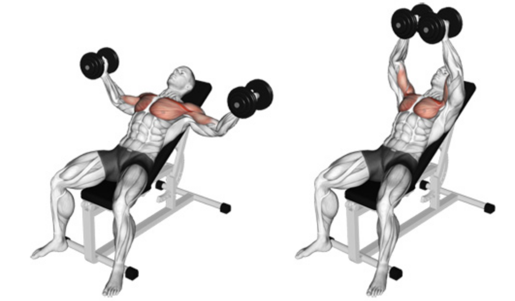 The Incline Dumbbell Fly 101 How To Exercise Your Upper Chest 
