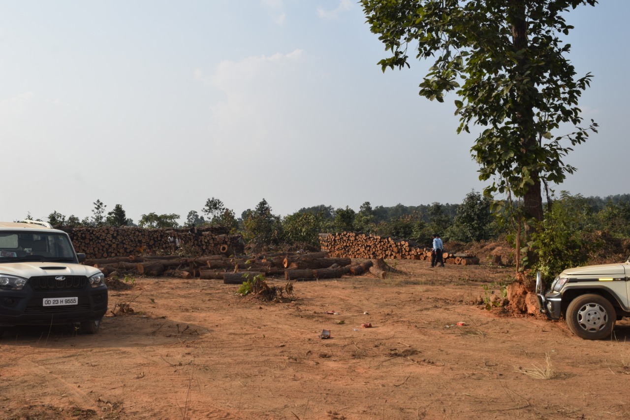 Odisha Government Cuts 40,000 Trees for Adani Mine, Over 1,800 Families ...