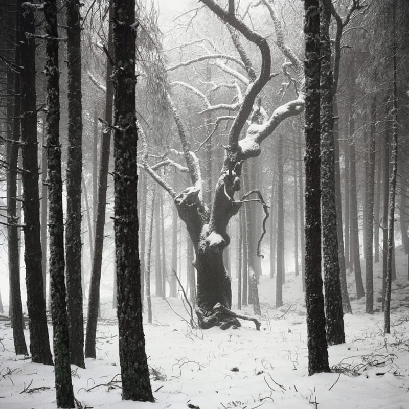 Scrublands by Antoine Bruy