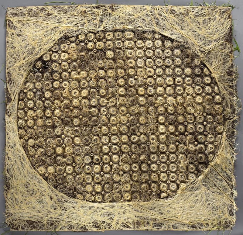 Rootbound by Diana Scherer