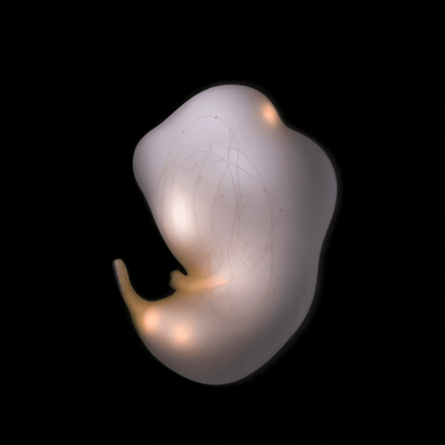 neo embryo:genesis by SYS™