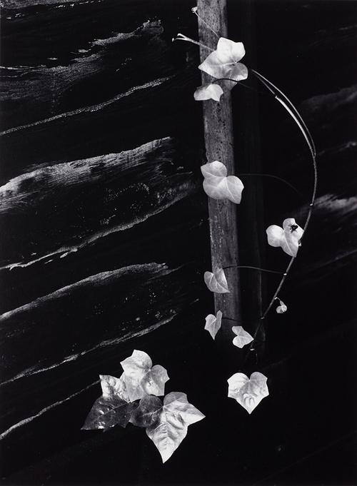 Minor White | The Photograph as Metaphor