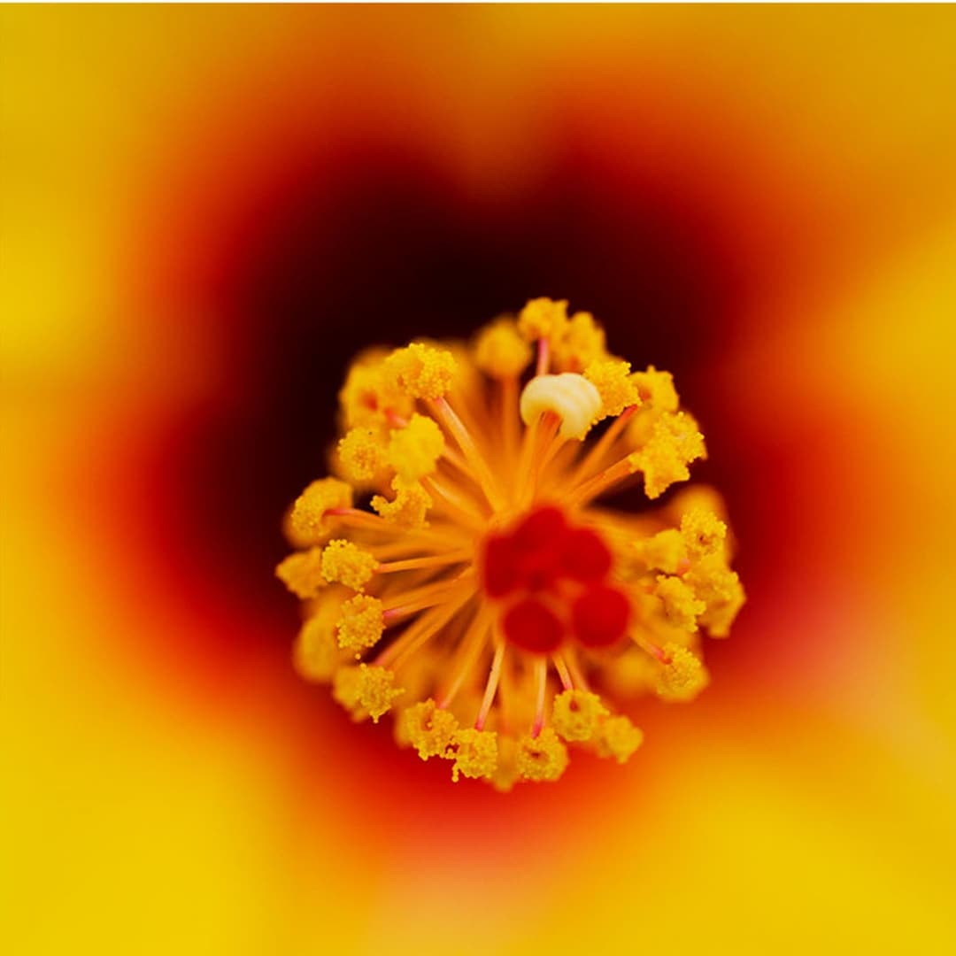 Artdoc Magazine - Online Exhibition - Expressive Floral