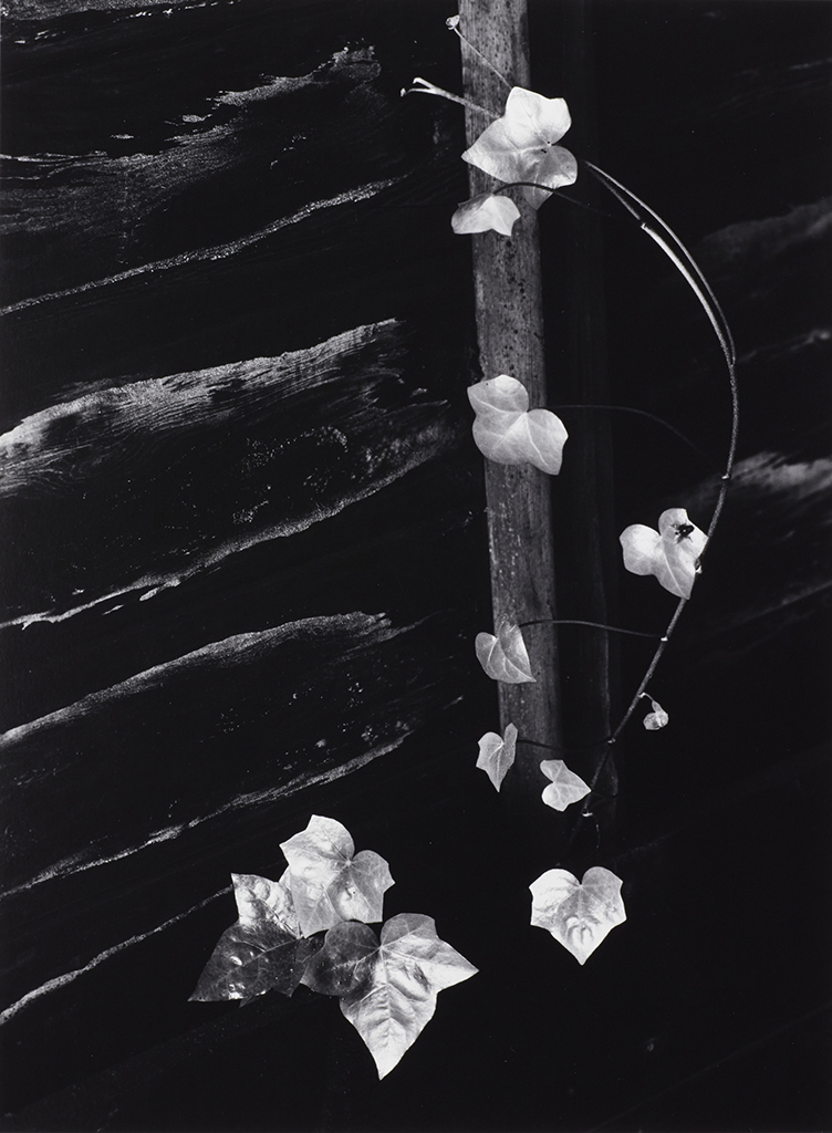 Minor White | The Photograph as Metaphor