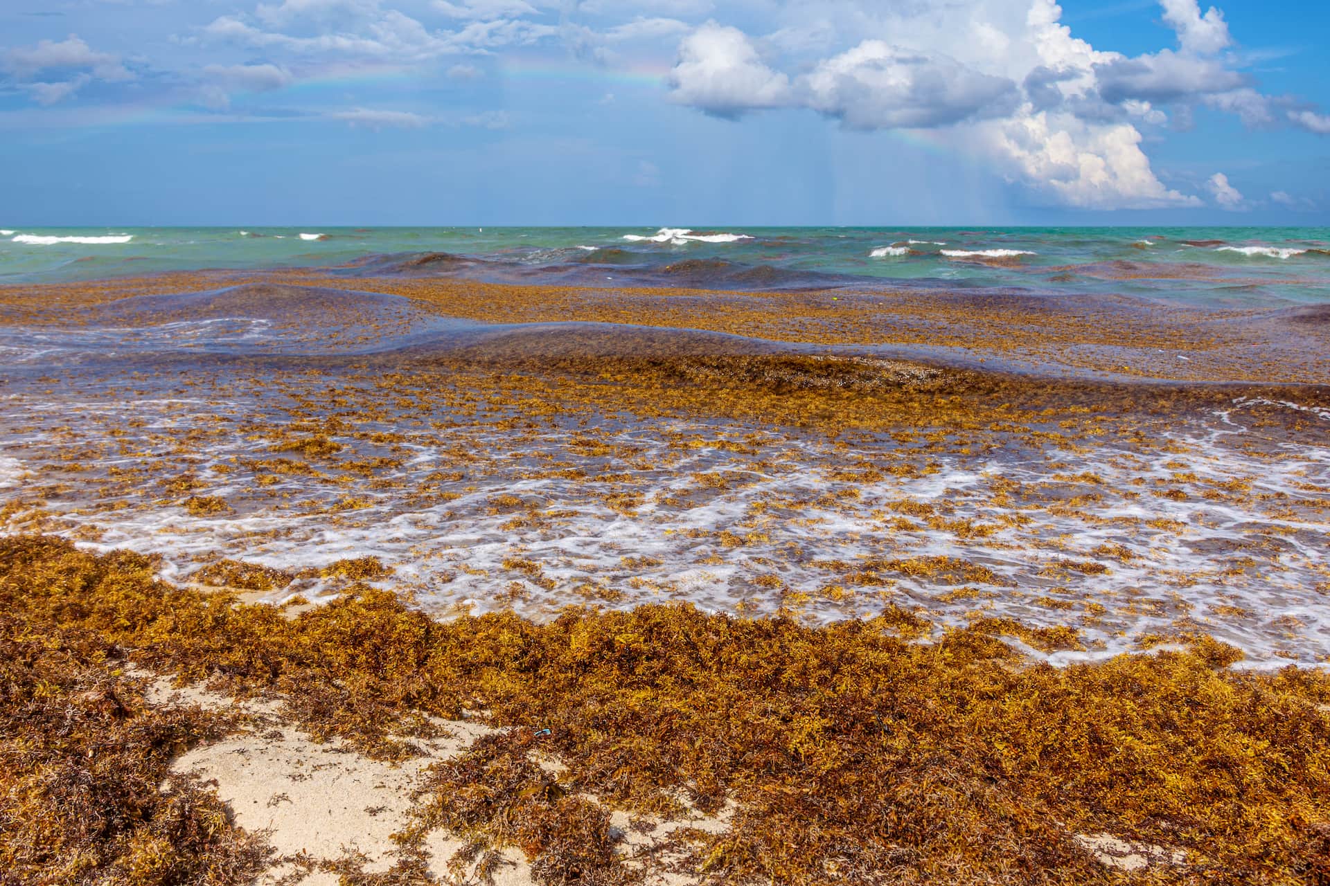 (NEWS) WMU Delivers Special Session on Sargassum at the 75th GCFI ...