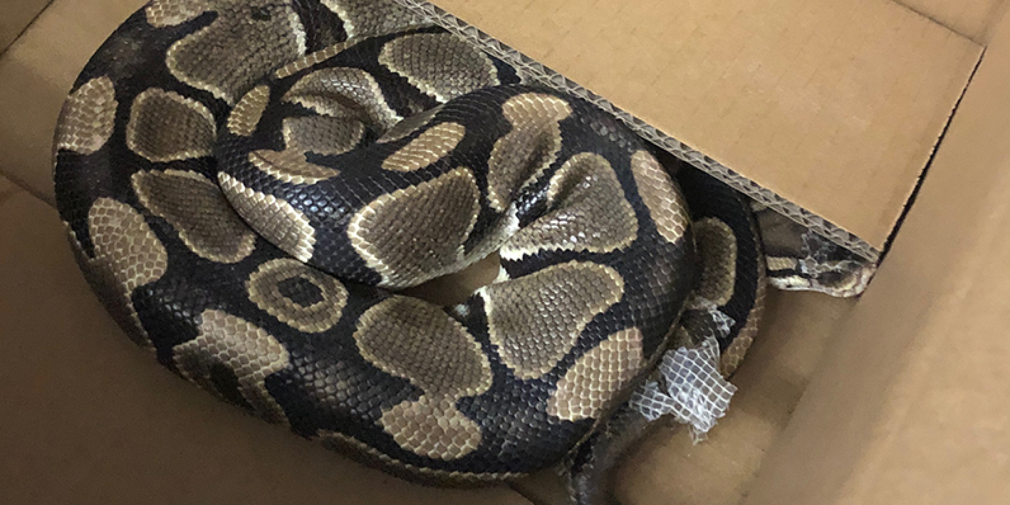 Can you really just have a python live in your backpack? - Capital Daily