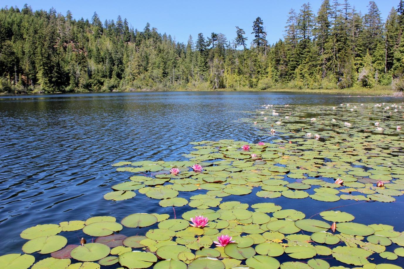 Invasive species, biosolids, and algae blooms: how are Victoria’s lakes ...