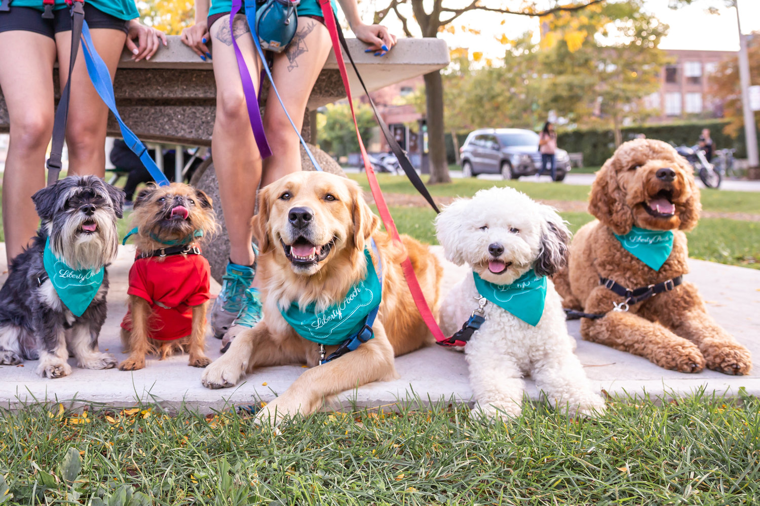 How To Start A Dog Walking Business What You Need To Know LOGO