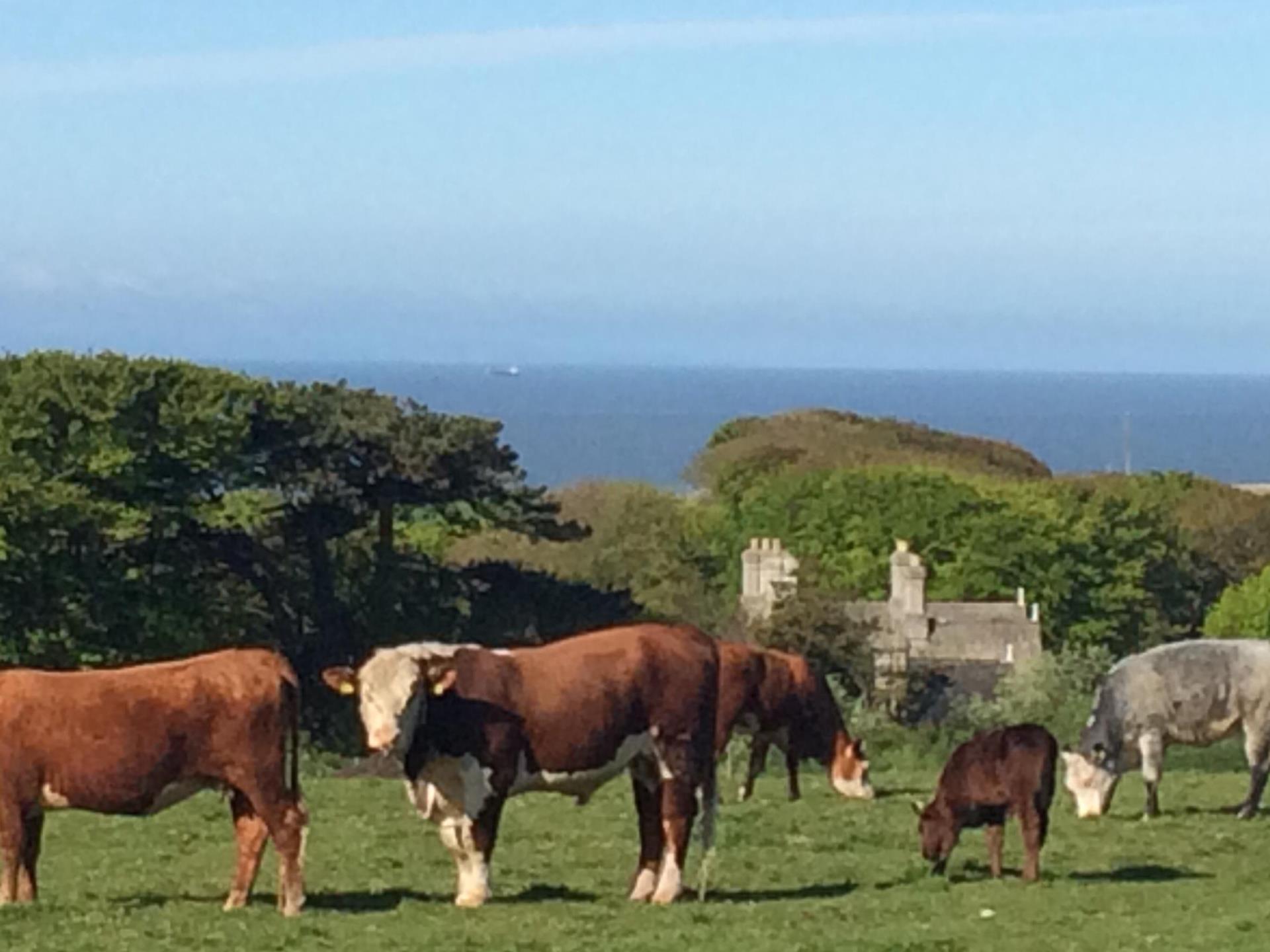 Visit Bridgend | Slade Farm Safari