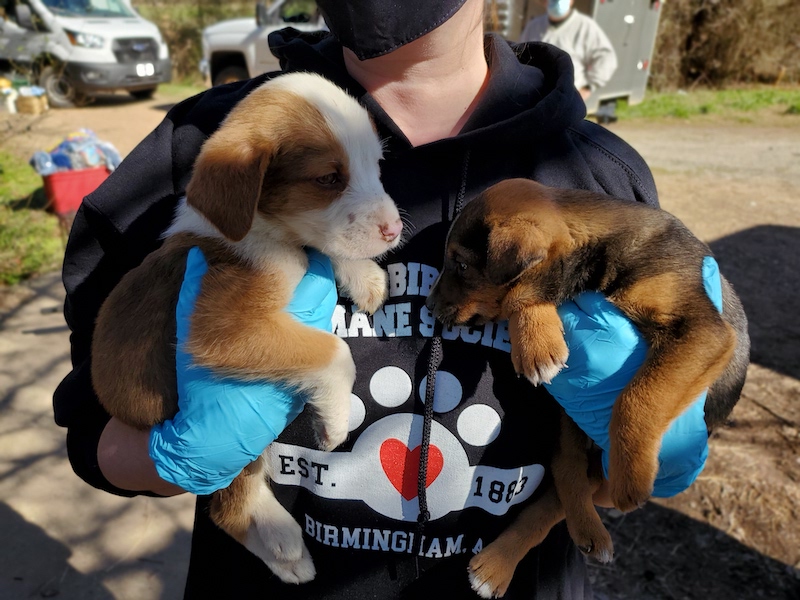 Helping Both People and Pets: The Greater Birmingham Humane Society ...