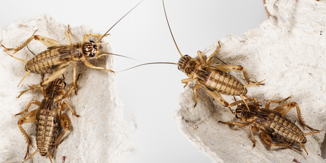 Romex Pest Control | Texas, Louisiana, Oklahoma, Mississippi