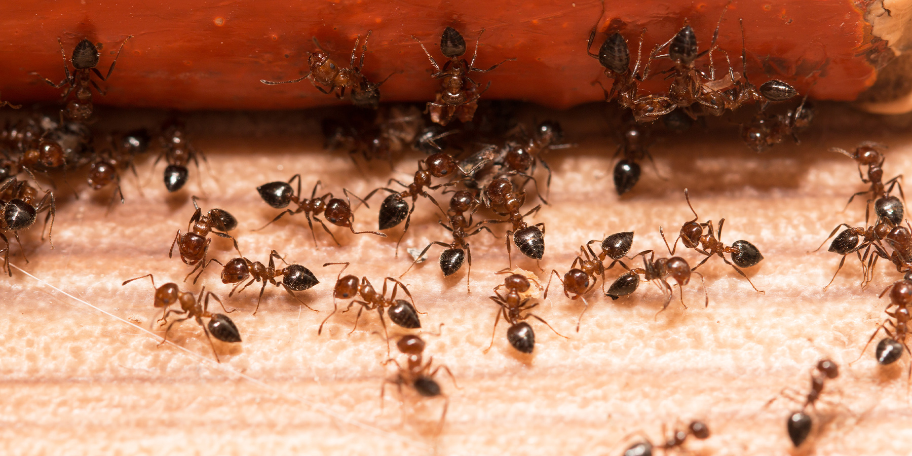 Romex Pest Control | Texas, Louisiana, Oklahoma, Mississippi