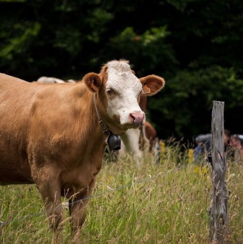 Mad Jacques — Courses d'aventure