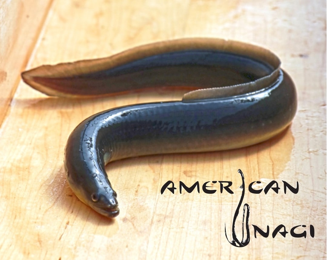 American Unagi | Maine Open Online