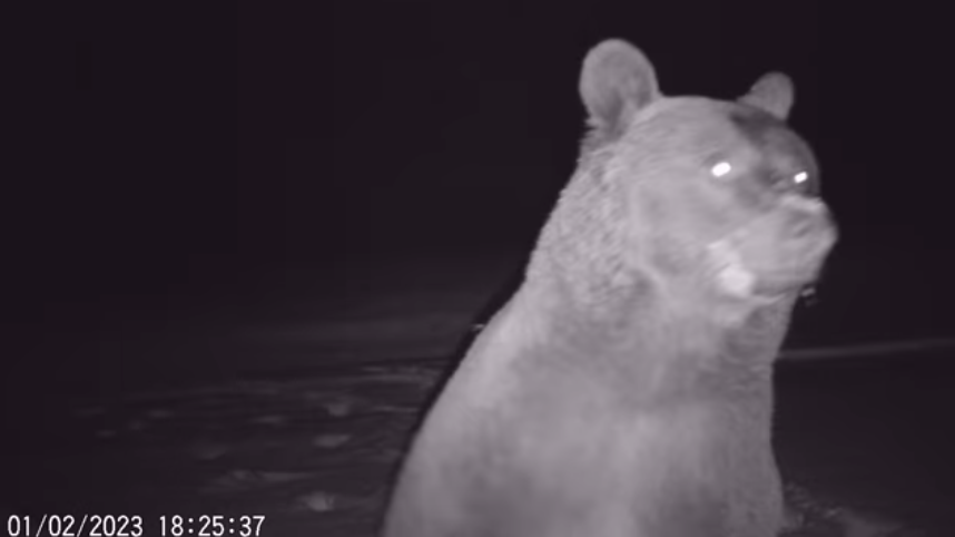 VIDEO O ursoaică cu patru pui își face selfie-uri în Parcul Național ...
