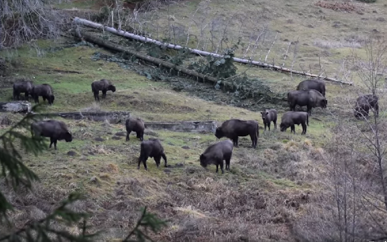 VIDEO. Turmă de zimbri, surprinsă în libertate în nordul judeţului Neamţ