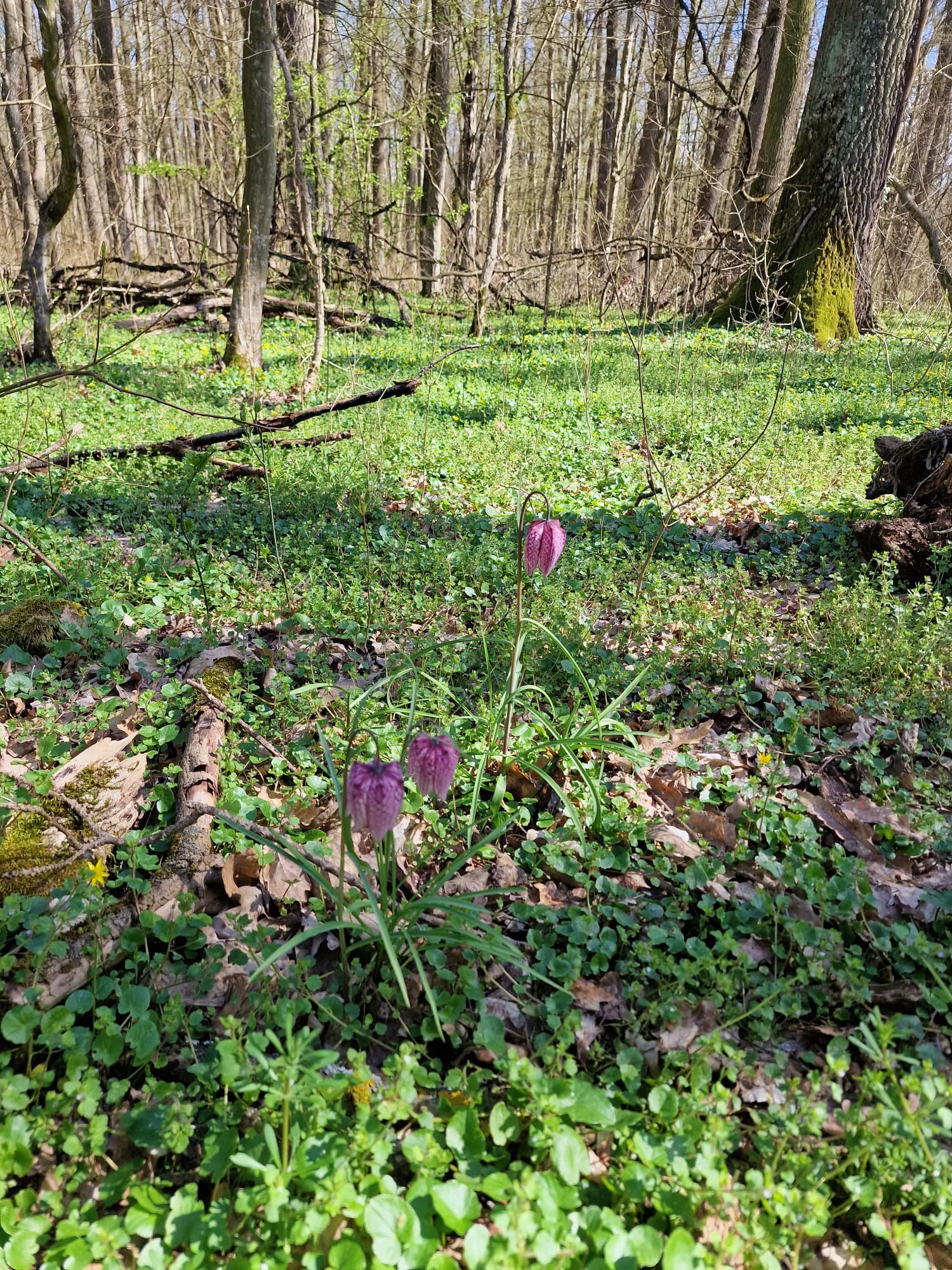 Un „monument al naturii” a înflorit în România. Cum arată laleaua ...